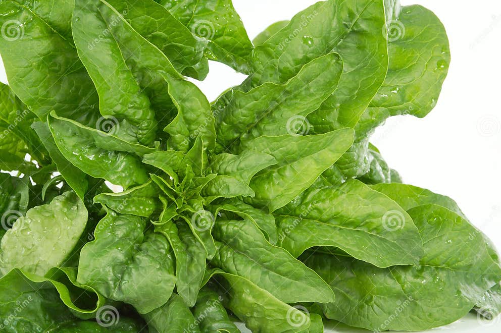 Espinaca foto de archivo. Imagen de cierre, crudo, agricultura - 5037366