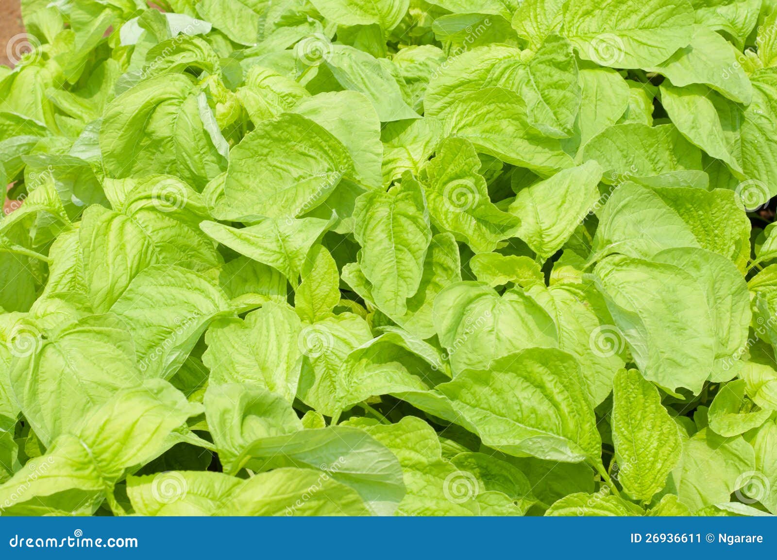 Espinaca china imagen de archivo. Imagen de verde, cubo - 26936611