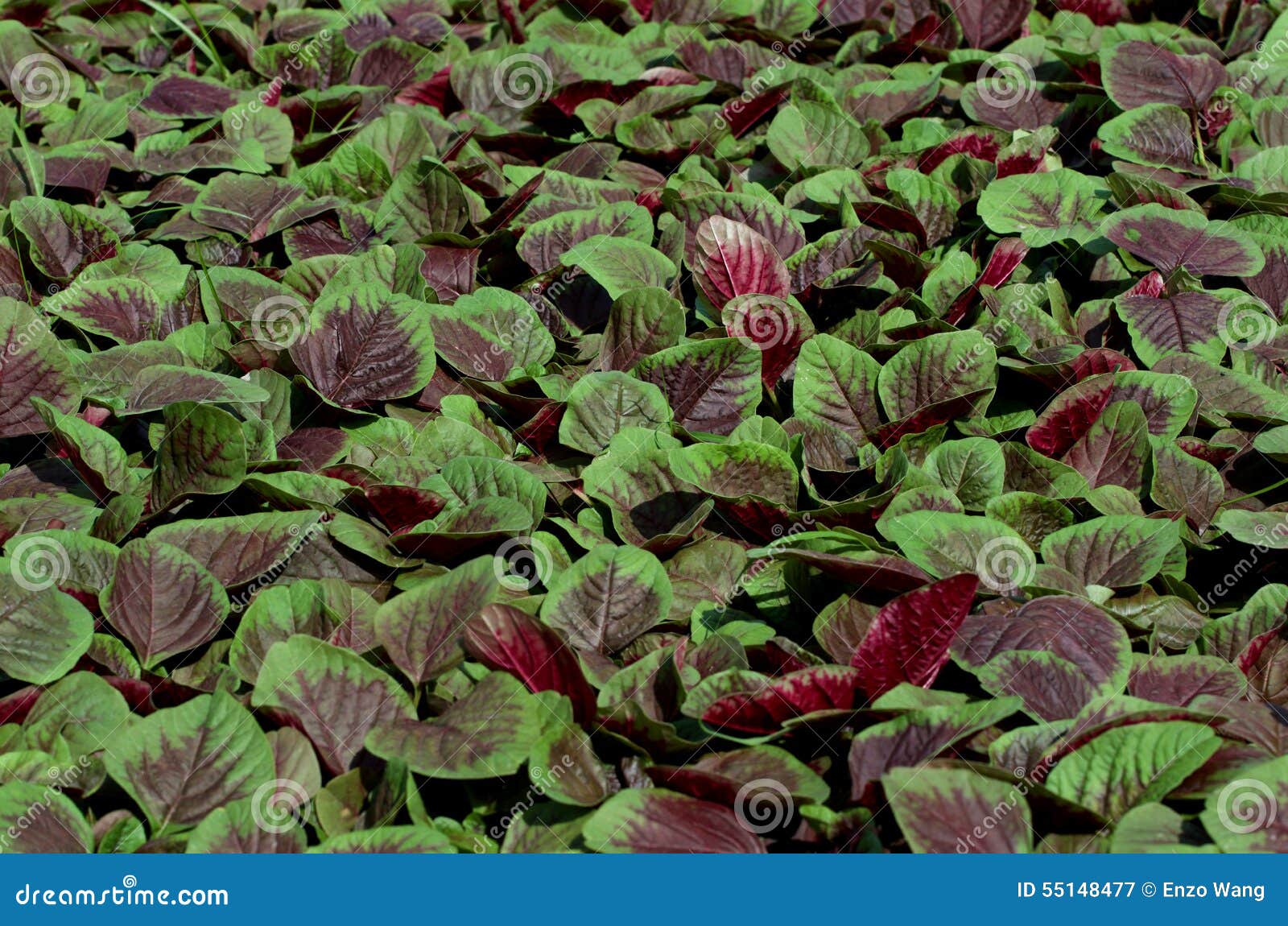 Espinaca china imagen de archivo. Imagen de verde, sangre - 55148477