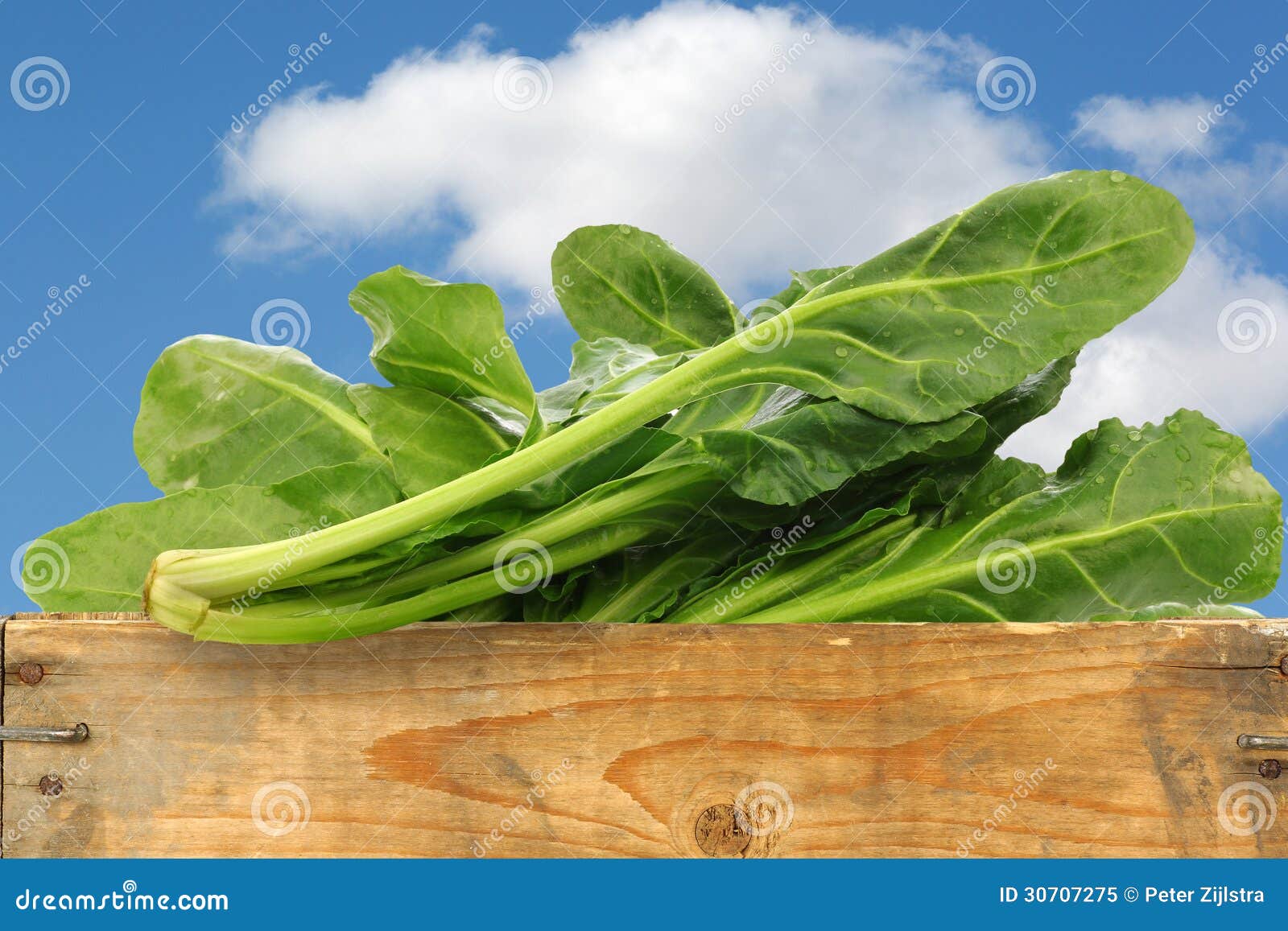 Espinaca China (aquatica Del Ipomoea) Imagen de archivo - Imagen de ...