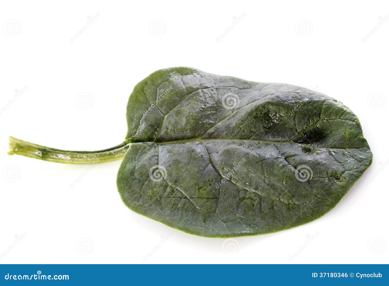 Espinaca cruda foto de archivo. Imagen de crudo, hoja - 37180346