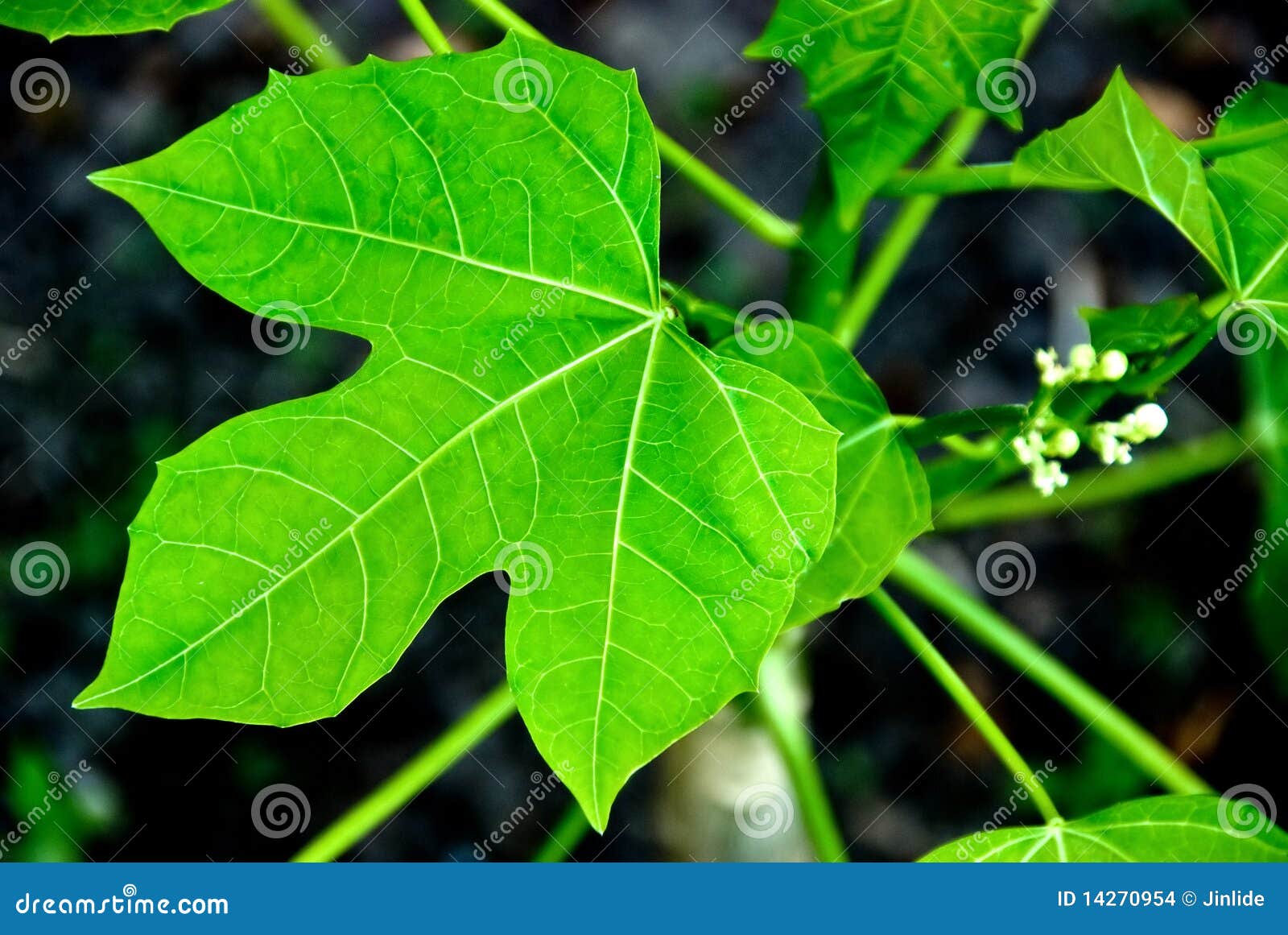 247 Hojas Del Chaya Fotos de stock - Fotos libres de regalías de Dreamstime