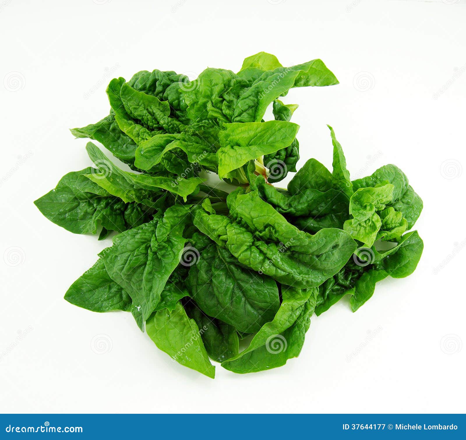 Espinaca fresca imagen de archivo. Imagen de fresco, tapa - 37644177