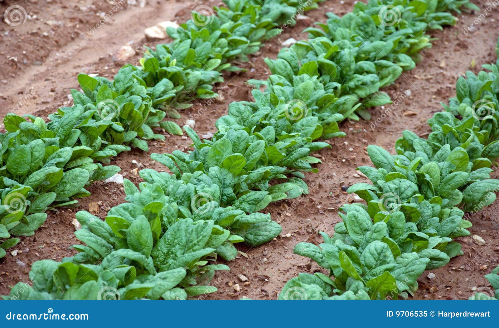 Espinaca Lista Para La Cosecha Imagen de archivo - Imagen de horizontal ...