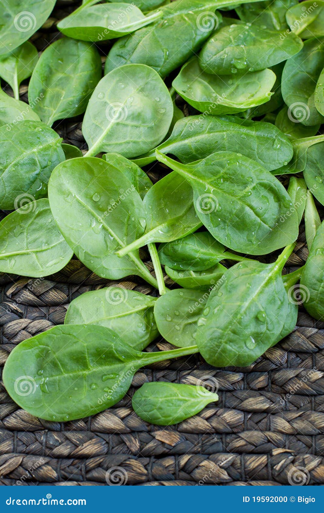 Espinafre foto de stock. Imagem de alimento, orgânico - 19592000