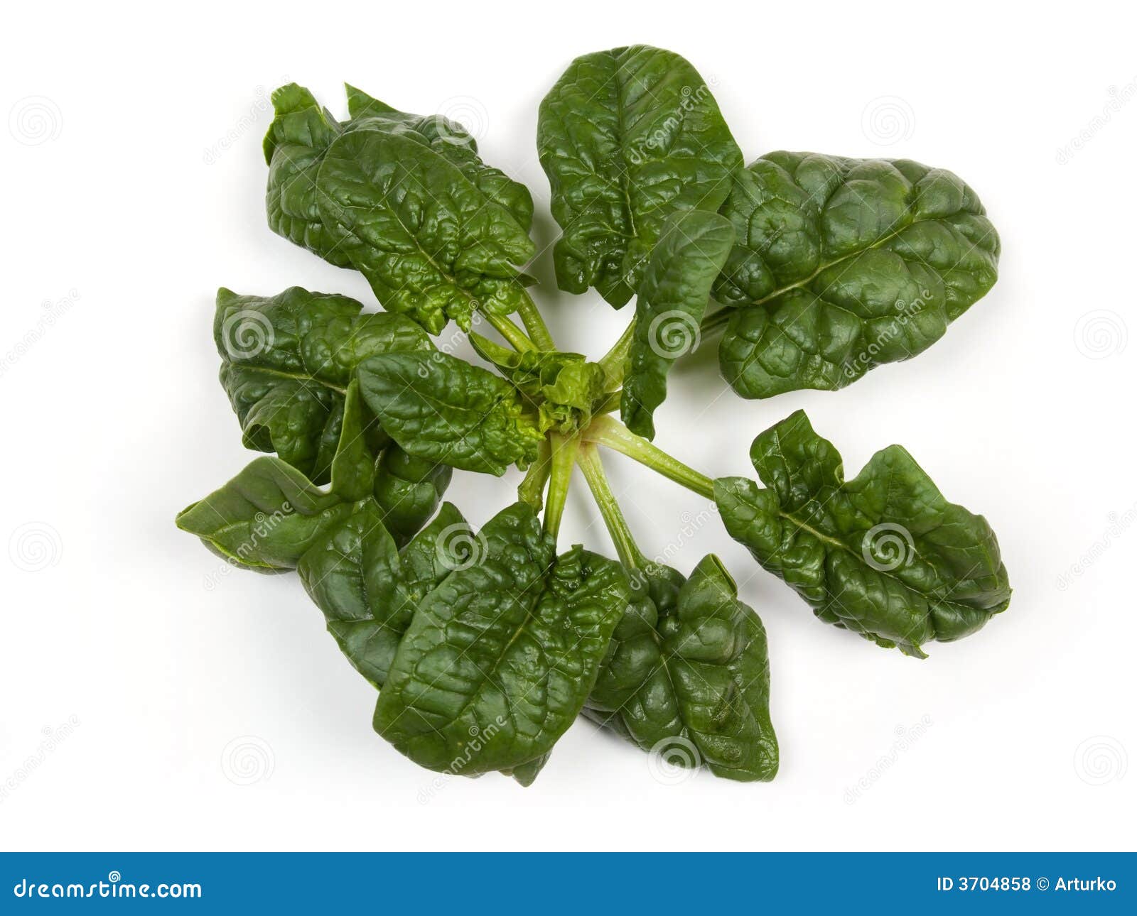 Espinafre foto de stock. Imagem de mercado, verde, espinafre - 3704858