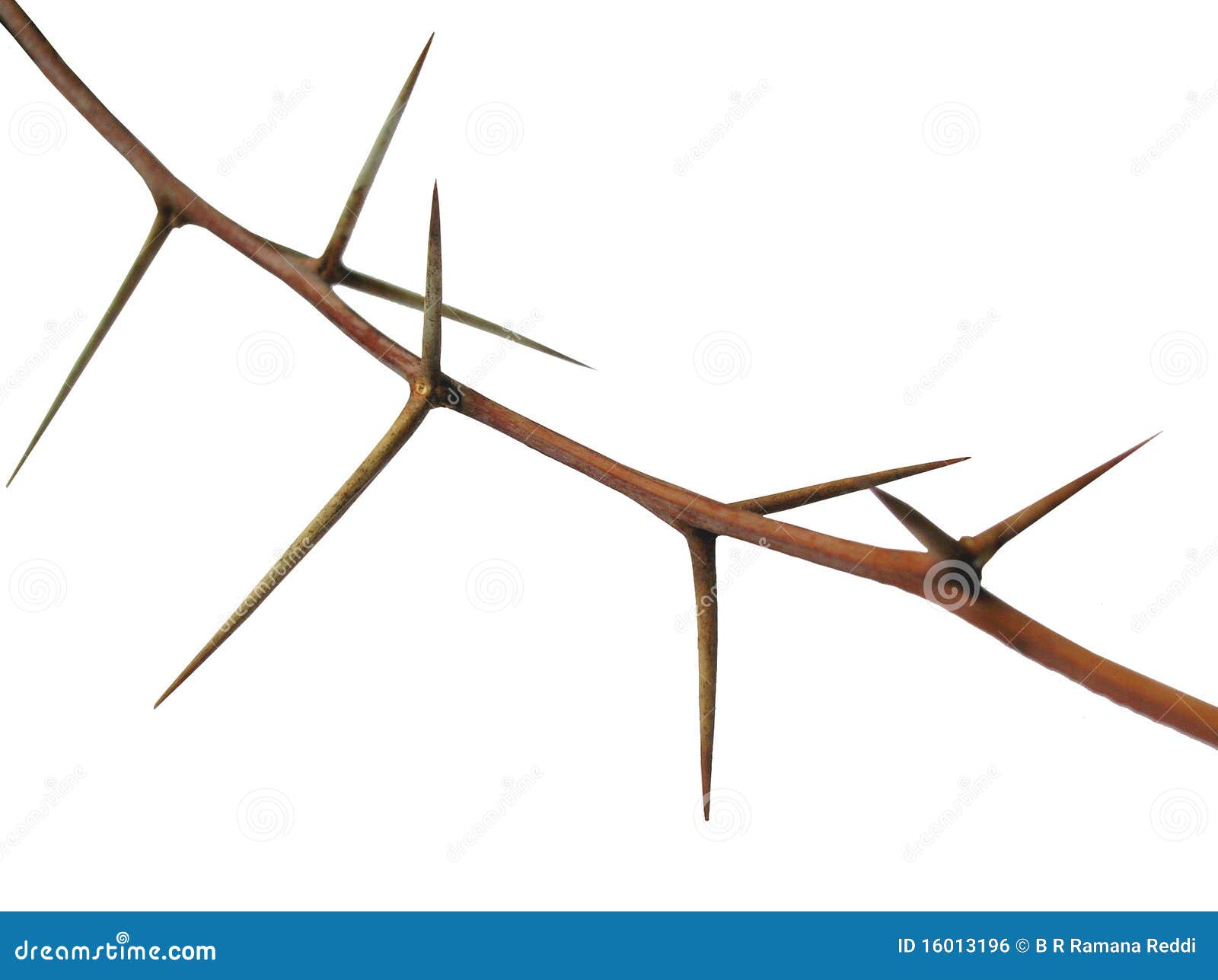 Espinas foto de archivo. Imagen de aguja, fondo, bueno - 16013196