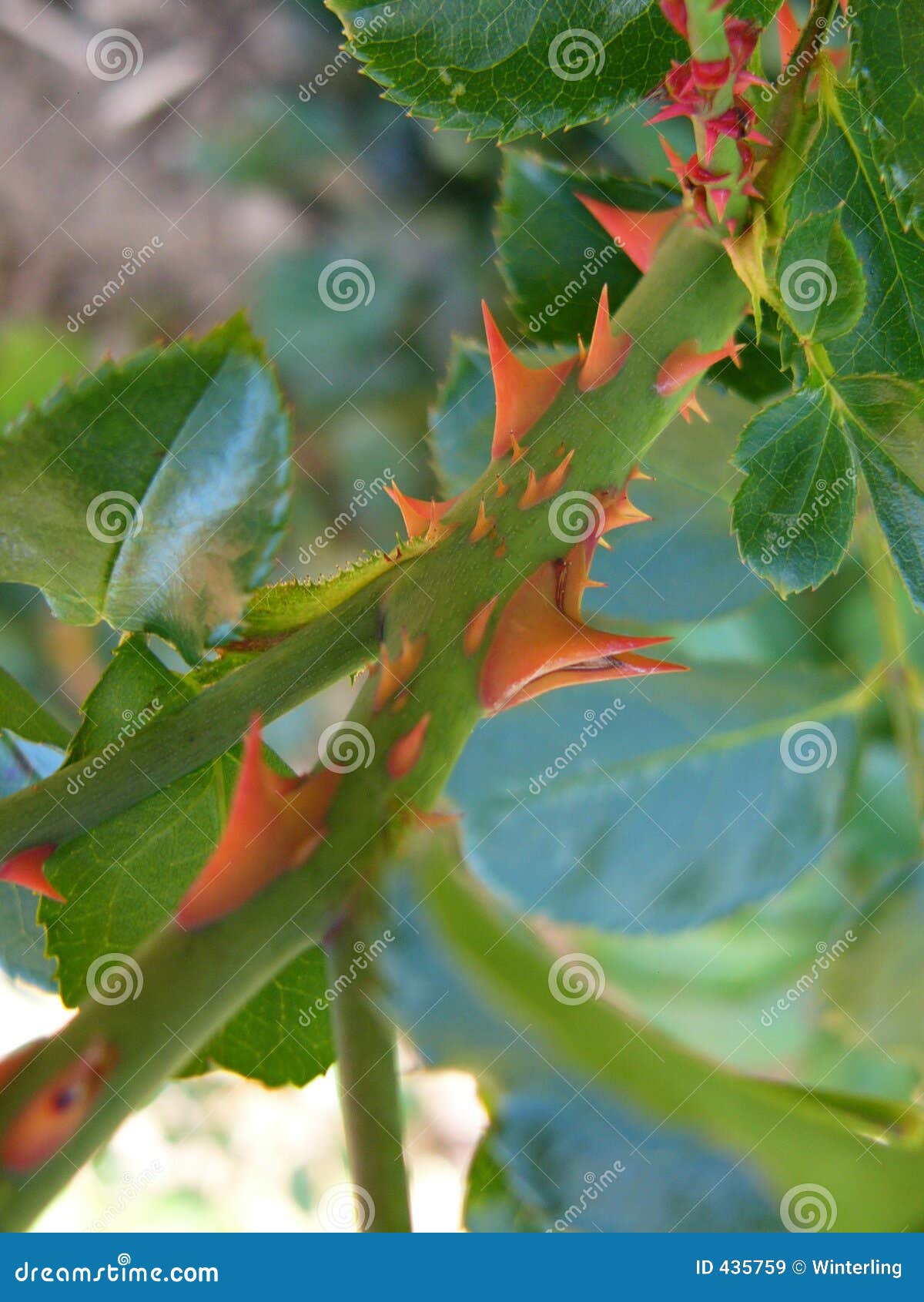 Espinas imagen de archivo. Imagen de primer, macro, floral - 435759