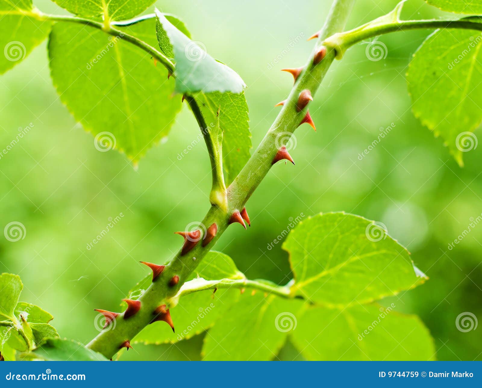 Espinas imagen de archivo. Imagen de verde, oscurecer - 9744759