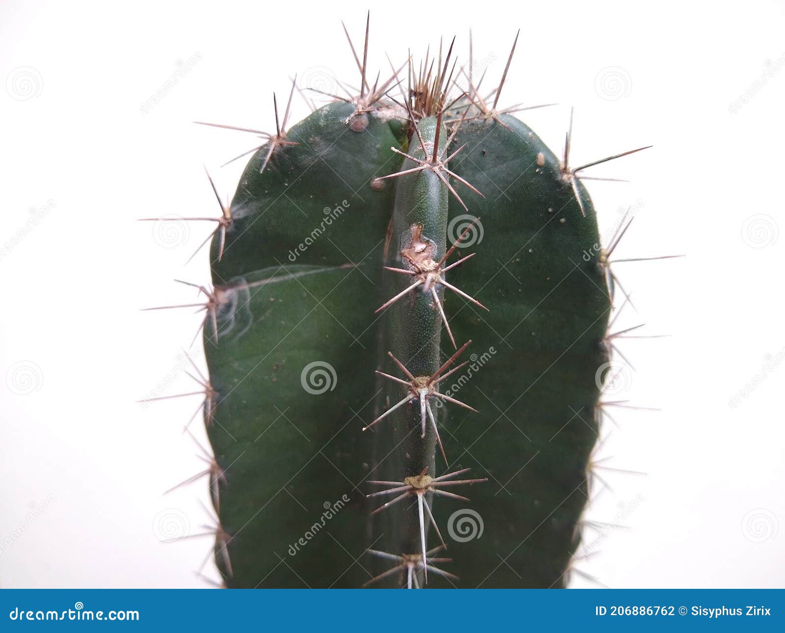 Espinas De Cactus Sobre Fondo Blanco Foto de archivo - Imagen de ...