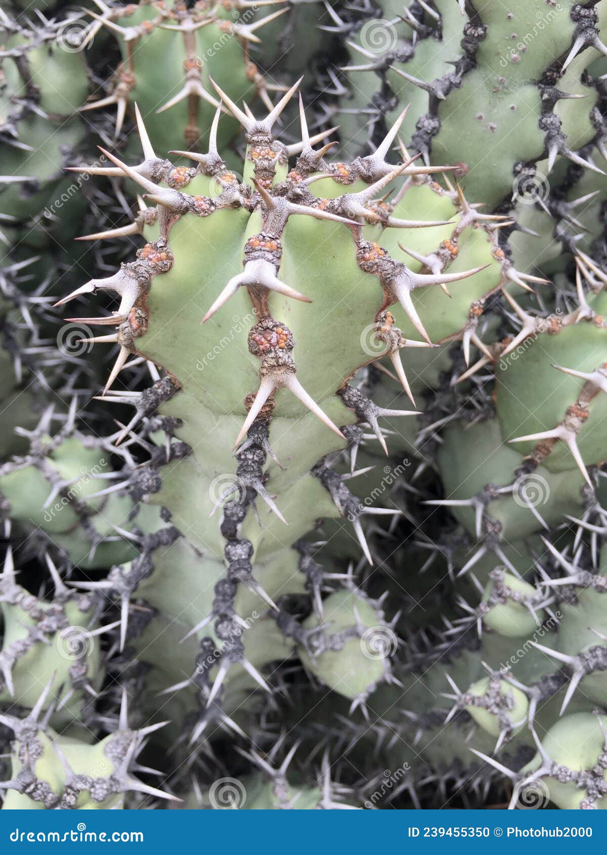 Espinas de cactus foto de archivo. Imagen de cactos - 239455350
