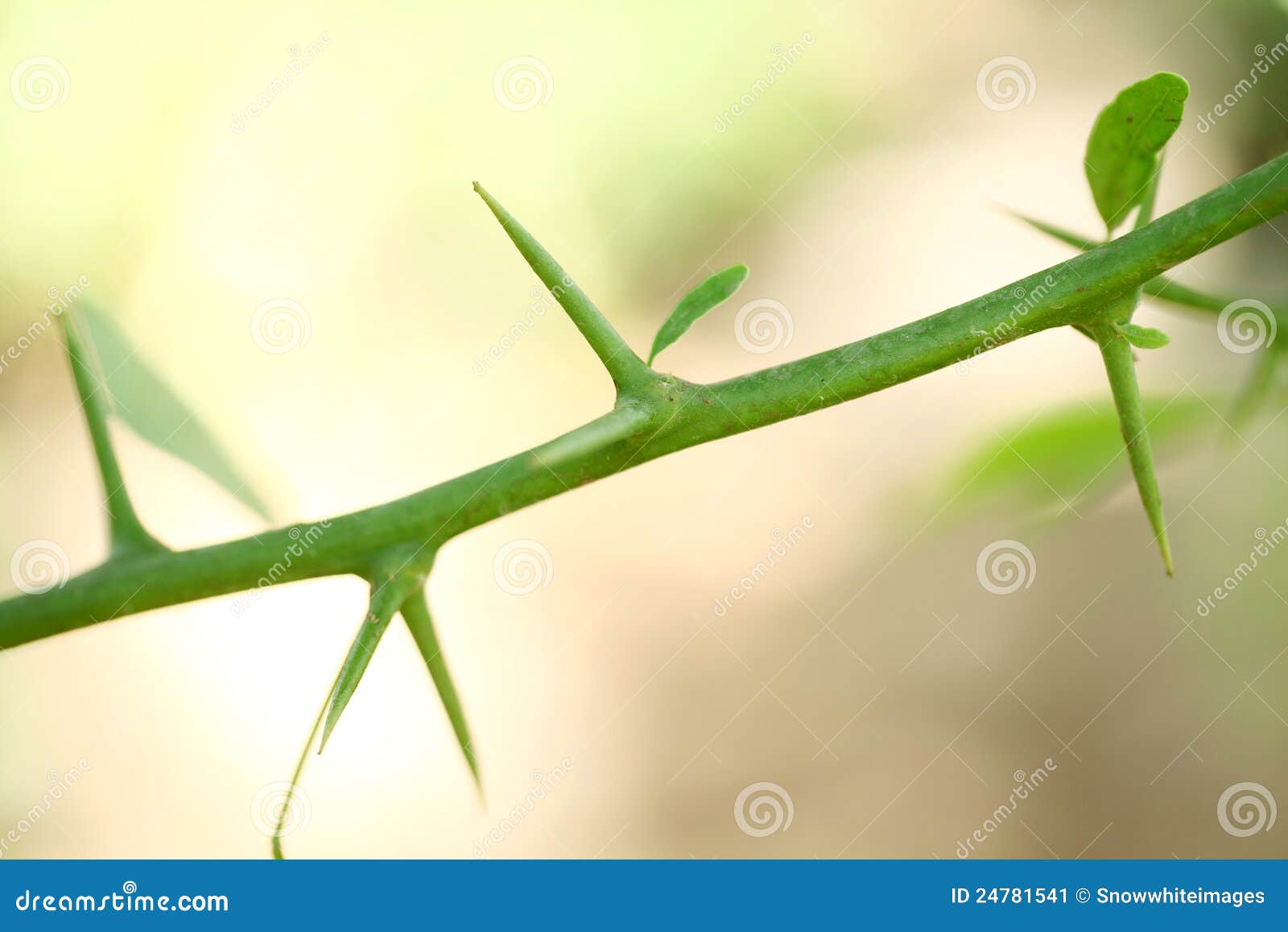Espinas de la planta imagen de archivo. Imagen de blanco - 24781541