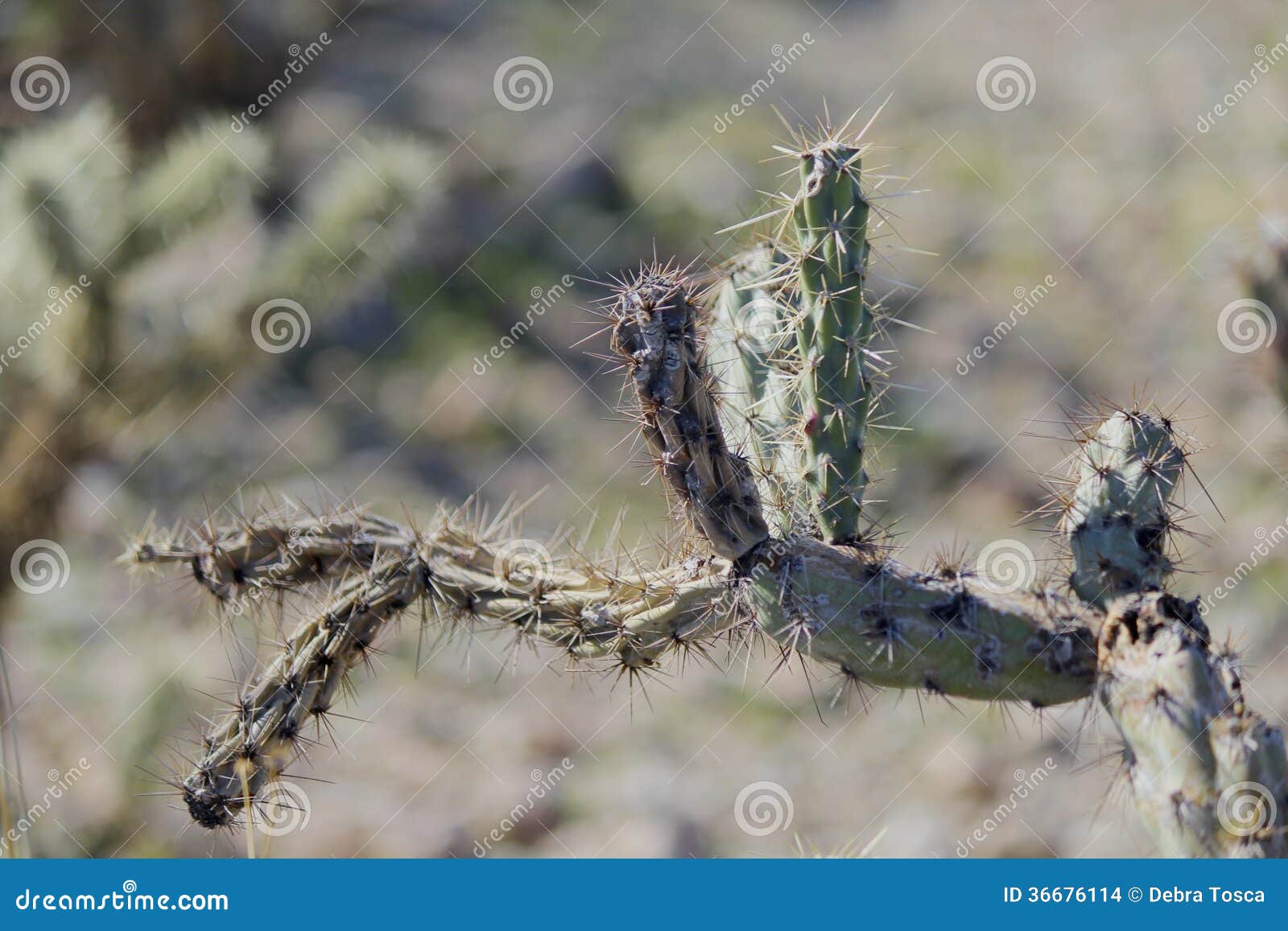 Espinas de un cactus foto de archivo. Imagen de caliente - 36676114