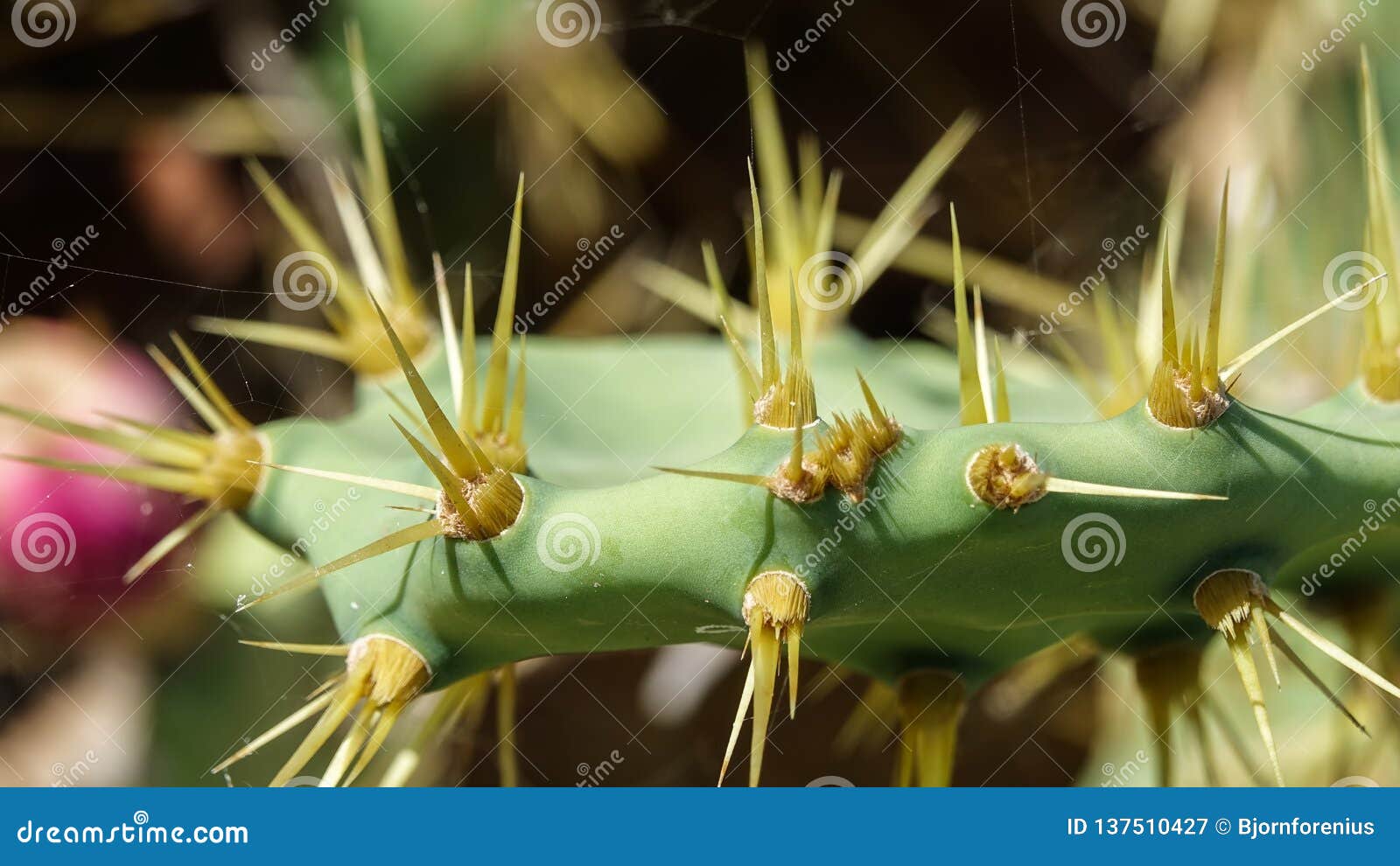 Espinas en un cactus imagen de archivo. Imagen de piedra - 137510427