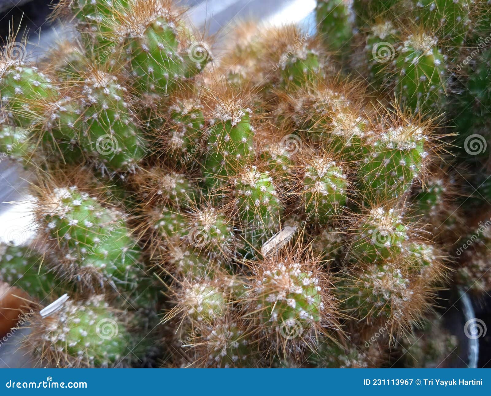 Espinas lindas de cactus imagen de archivo. Imagen de planta - 231113967