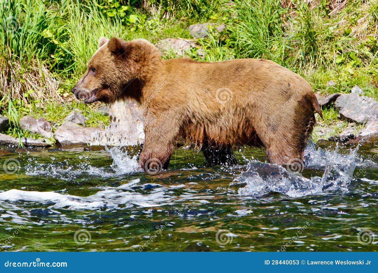 Espirro Salmon Do Urso De Urso De Alaska Brown Imagem de Stock - Imagem ...