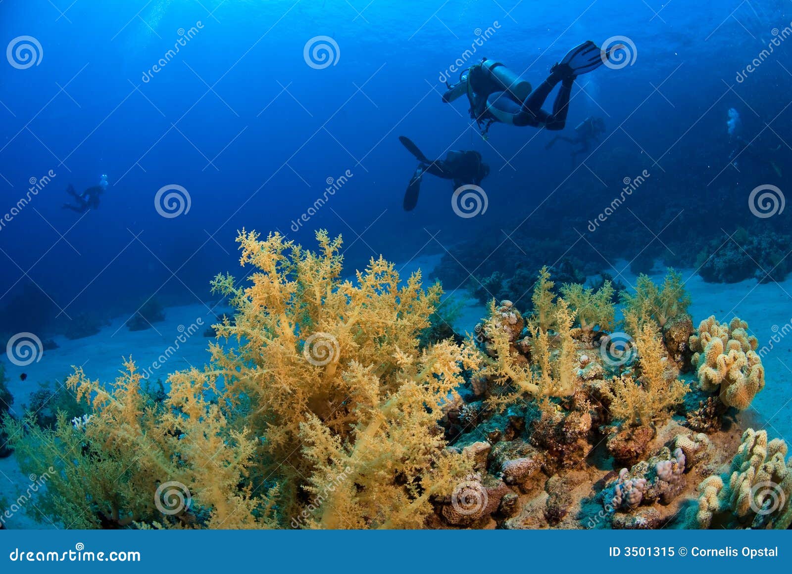 Esplorazione Degli Operatori Subacquei Di Scuba Immagine Stock ...