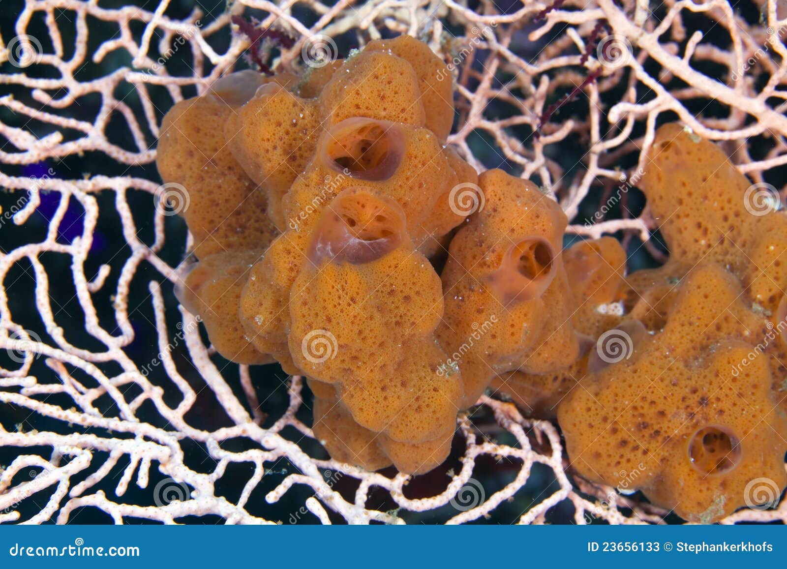 Esponja en una fan de mar. imagen de archivo. Imagen de pescados - 23656133