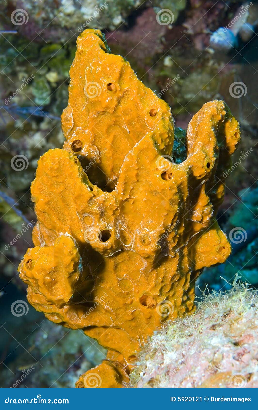 Esponja natural imagen de archivo. Imagen de organismo - 5920121