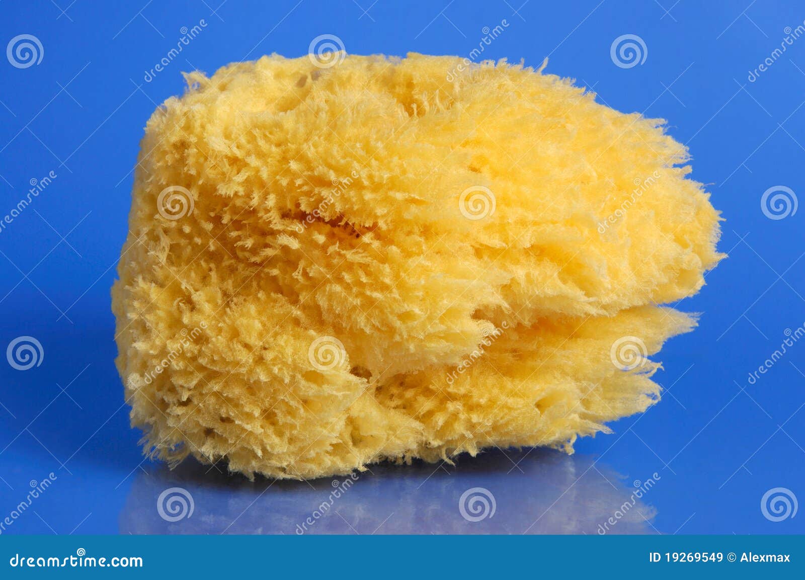 Esponja Natural Do Mar Imagens de Stock Royalty Free - Imagem: 19269549