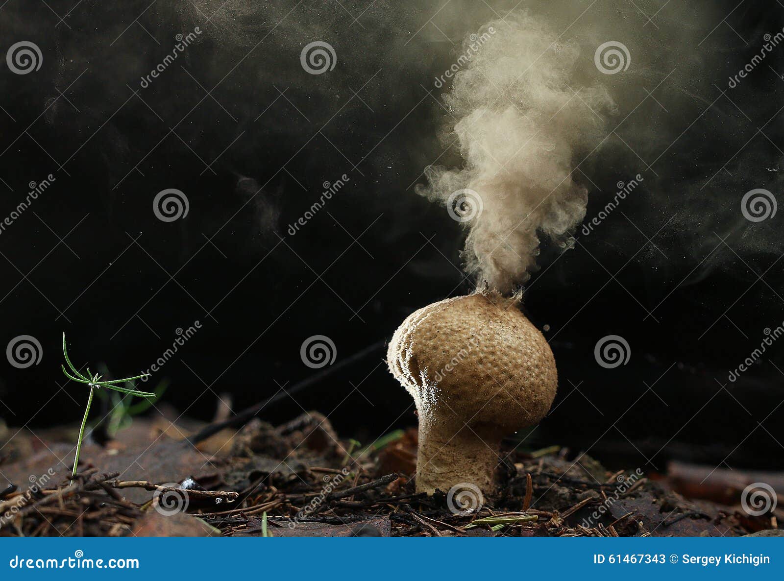 Esporas Del Hongo Del Puffball Imagen de archivo - Imagen de fondo ...