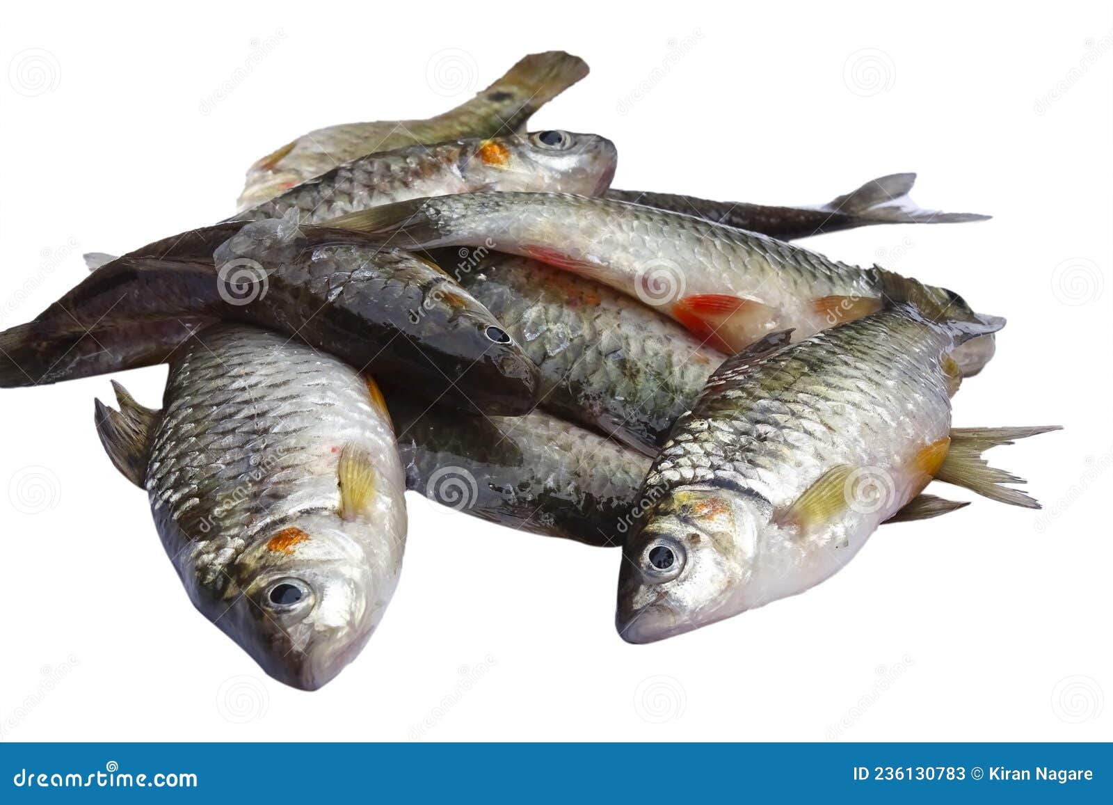 Espuma De Prata De Peixe Com Escamas Imagem de Stock - Imagem de ...