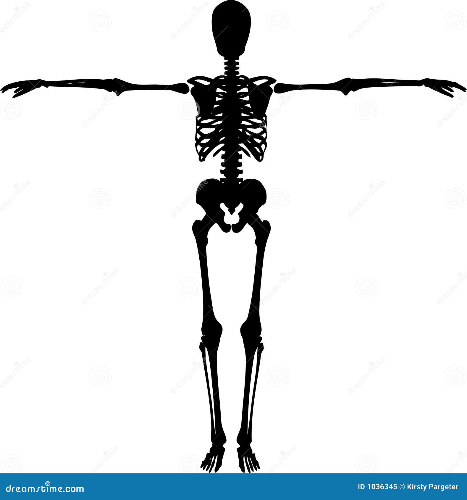 Esqueleto ilustración del vector. Ilustración de hueso - 1036345