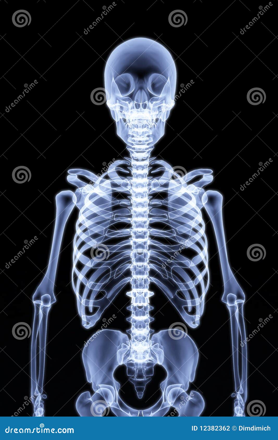 Esqueleto stock de ilustración. Ilustración de pecho - 12382362