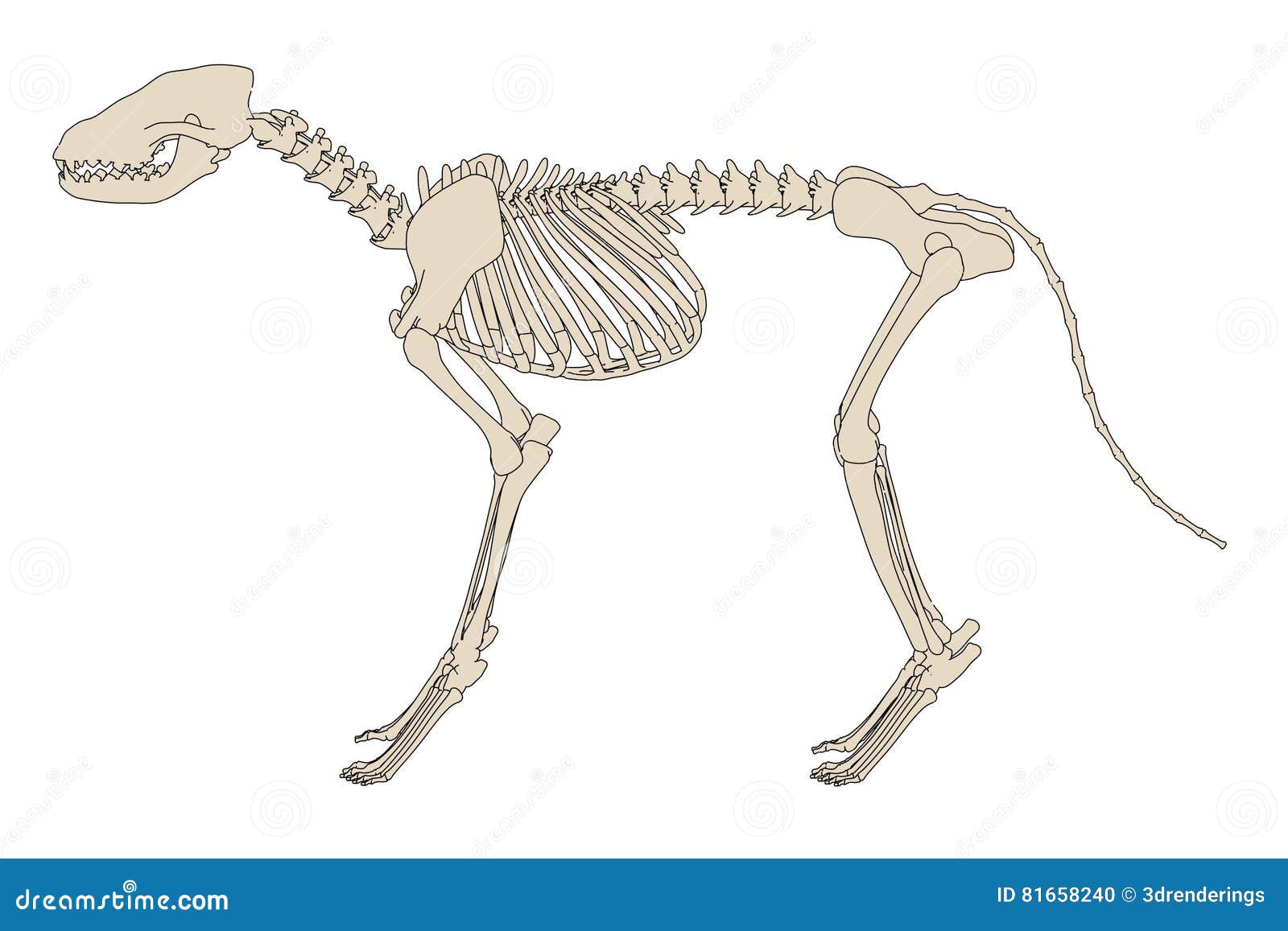 Esqueleto canino ilustração stock. Ilustração de crânio - 81658240