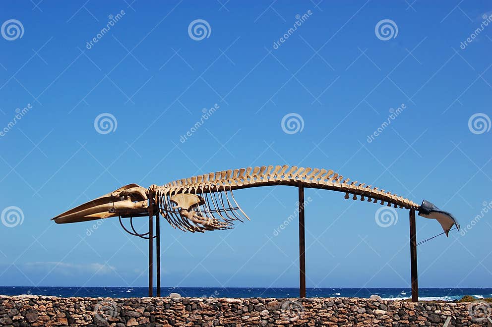 Esqueleto da baleia foto de stock. Imagem de esqueleto - 3469440