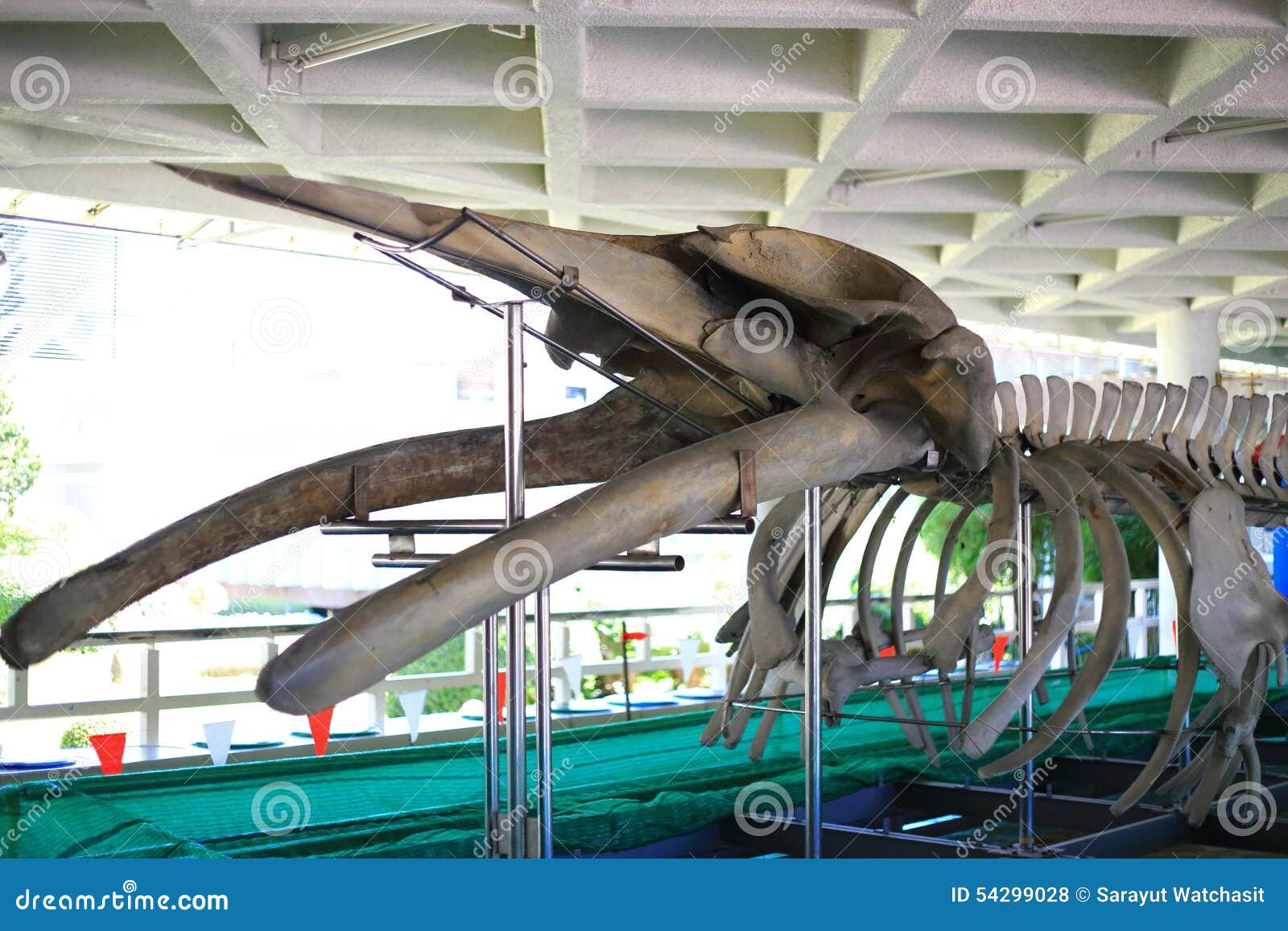 Esqueleto de la ballena foto de archivo. Imagen de ballena - 54299028