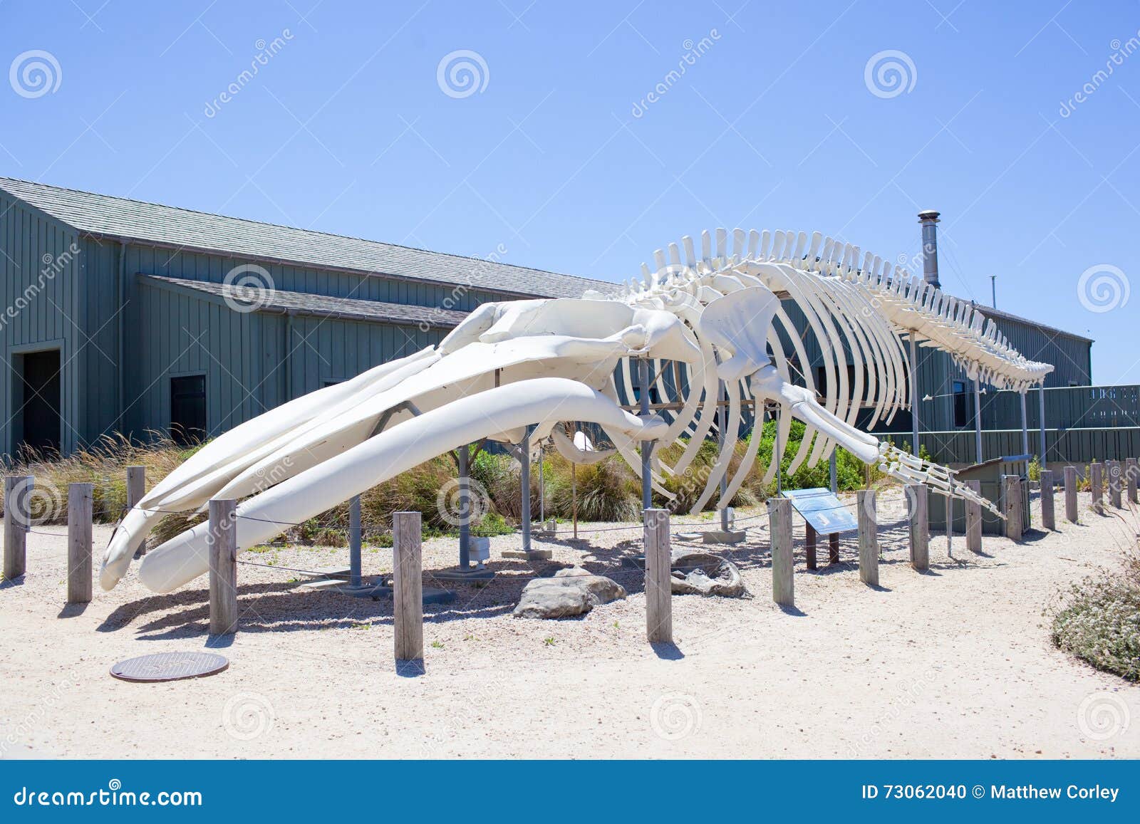 Esqueleto De La Ballena Azul Foto de archivo - Imagen de esqueleto ...