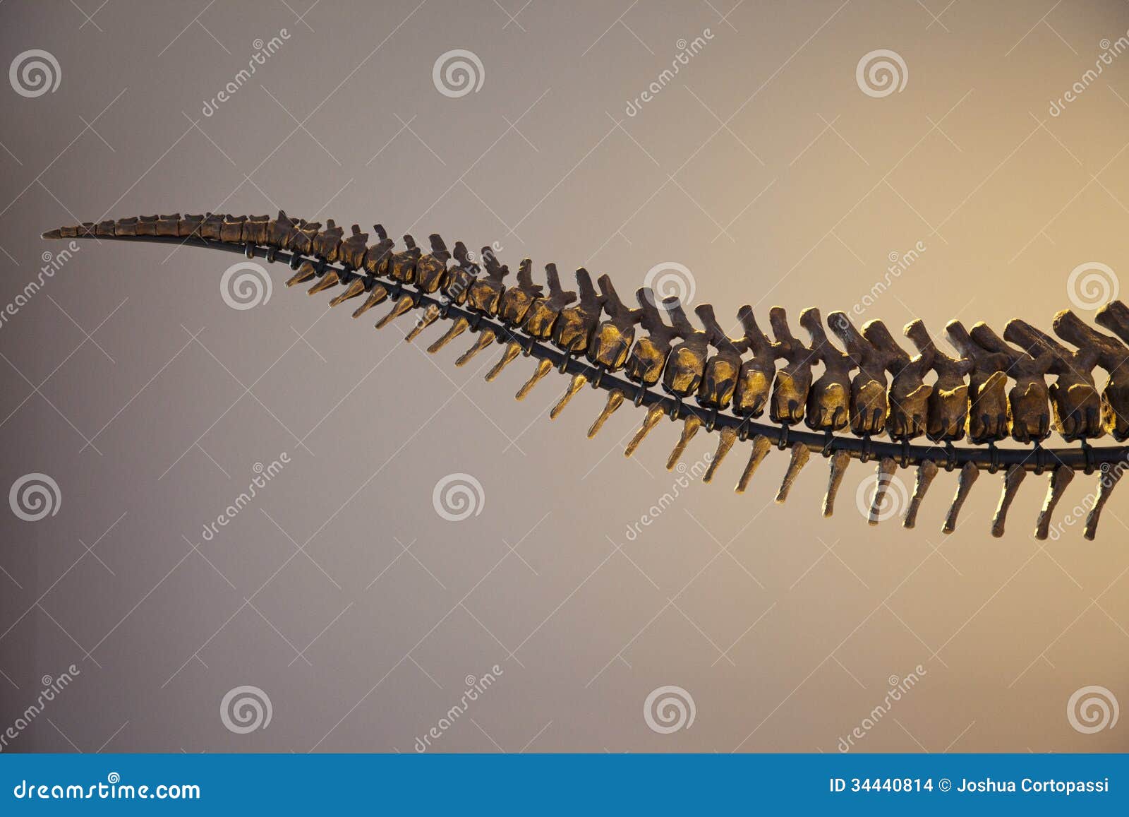 Esqueleto De La Cola Del Dinosaurio De T-Rex Imagen de archivo ...