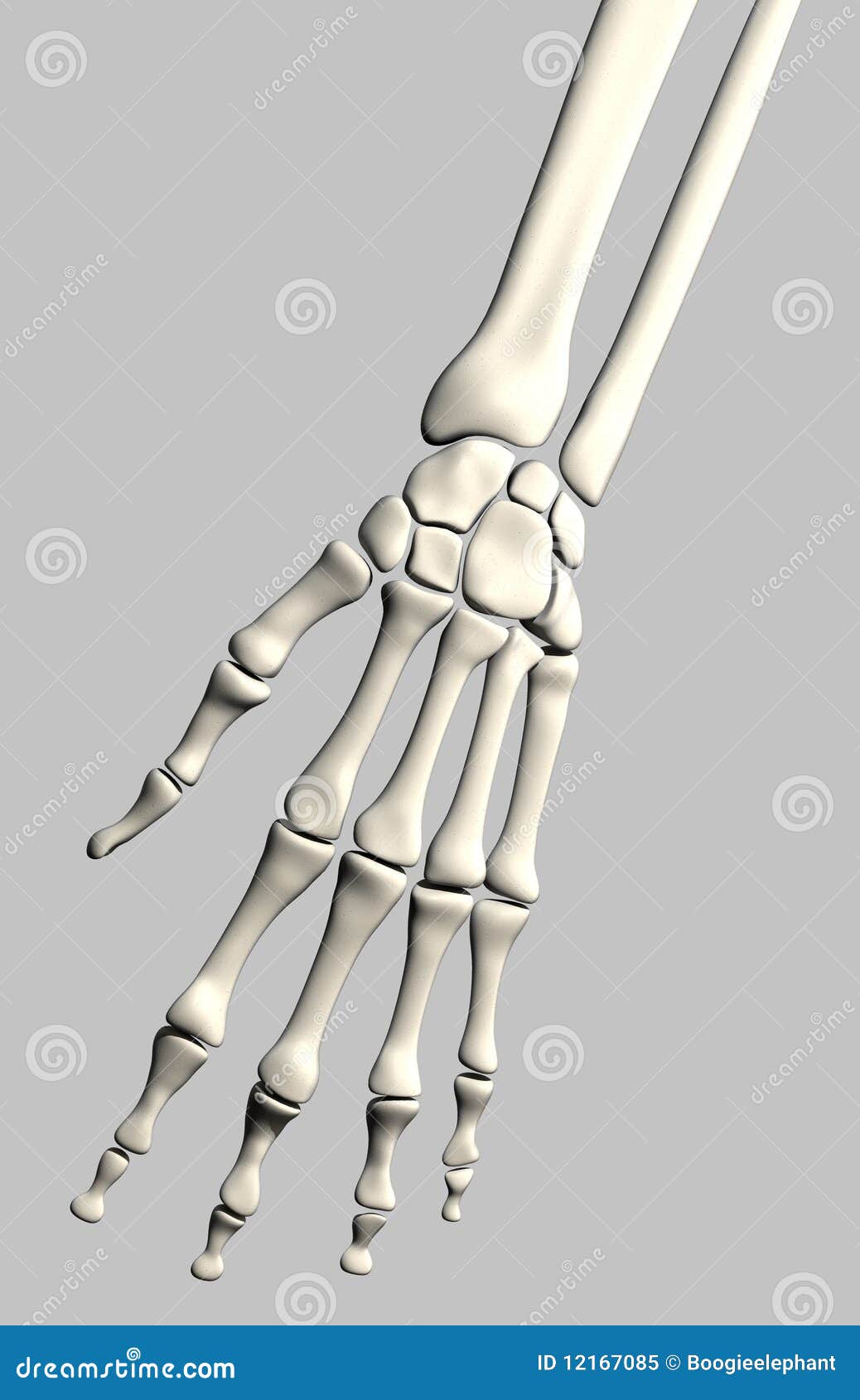 Esqueleto de la mano stock de ilustración. Ilustración de huesos - 12167085