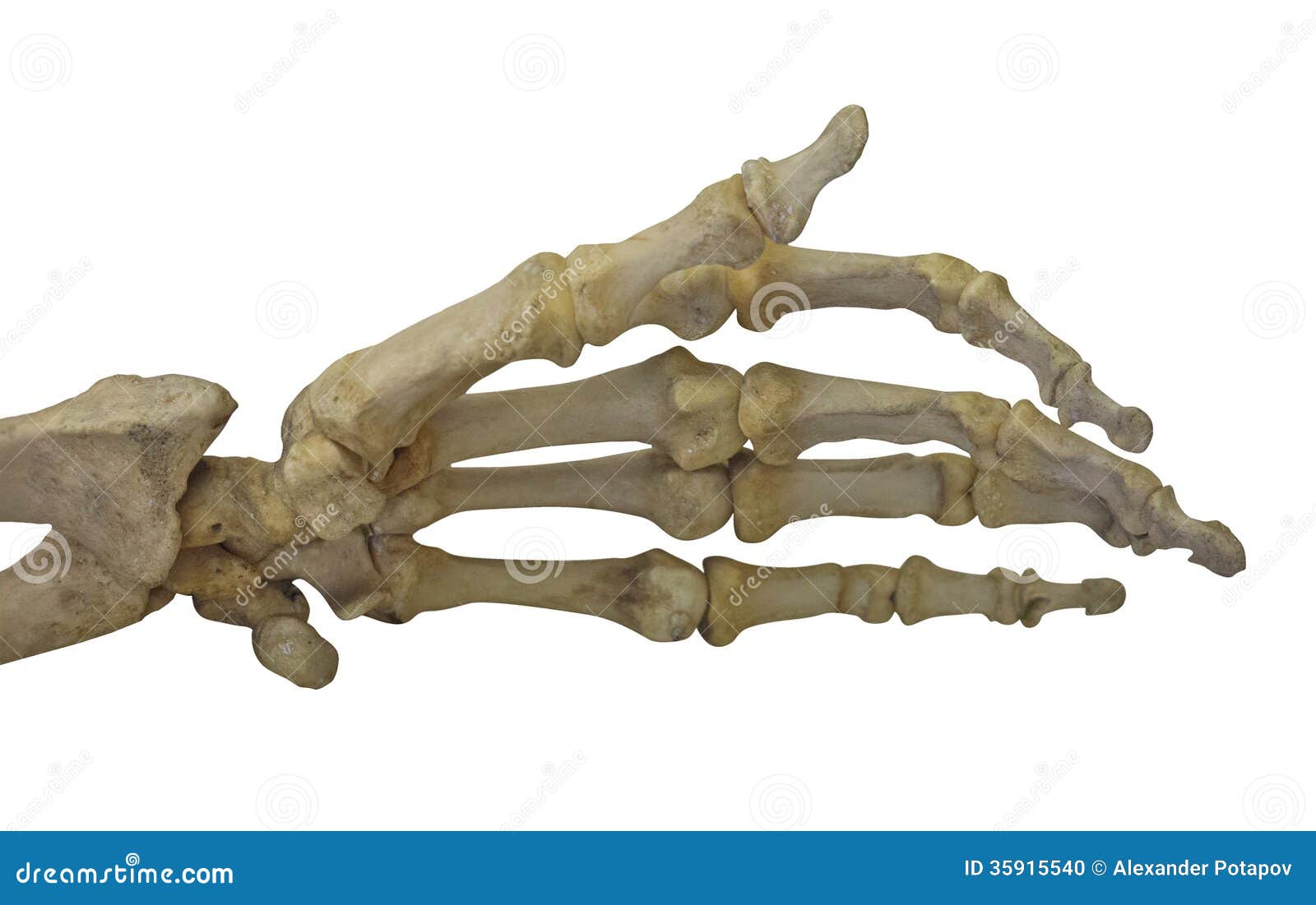 Esqueleto De La Mano Aislado En Blanco Foto de archivo - Imagen de ...