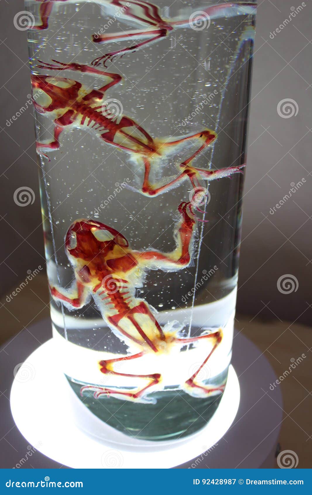 Esqueleto de la rana imagen de archivo. Imagen de rana - 92428987