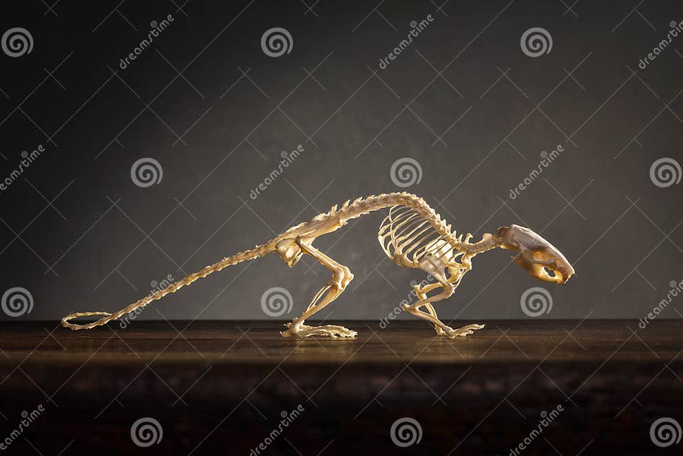 Esqueleto de la rata foto de archivo. Imagen de vida - 61938284