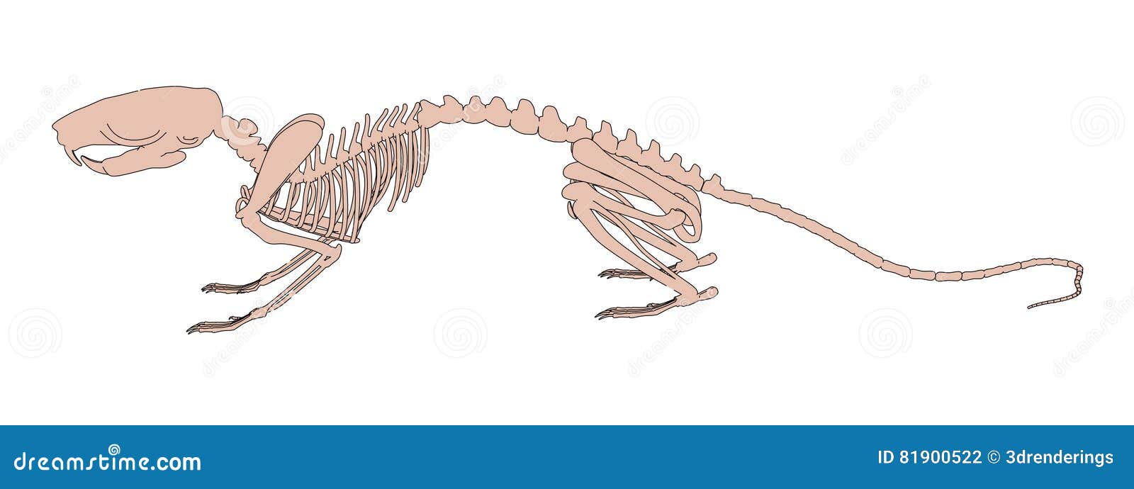 Esqueleto de la rata stock de ilustración. Ilustración de esquelético ...