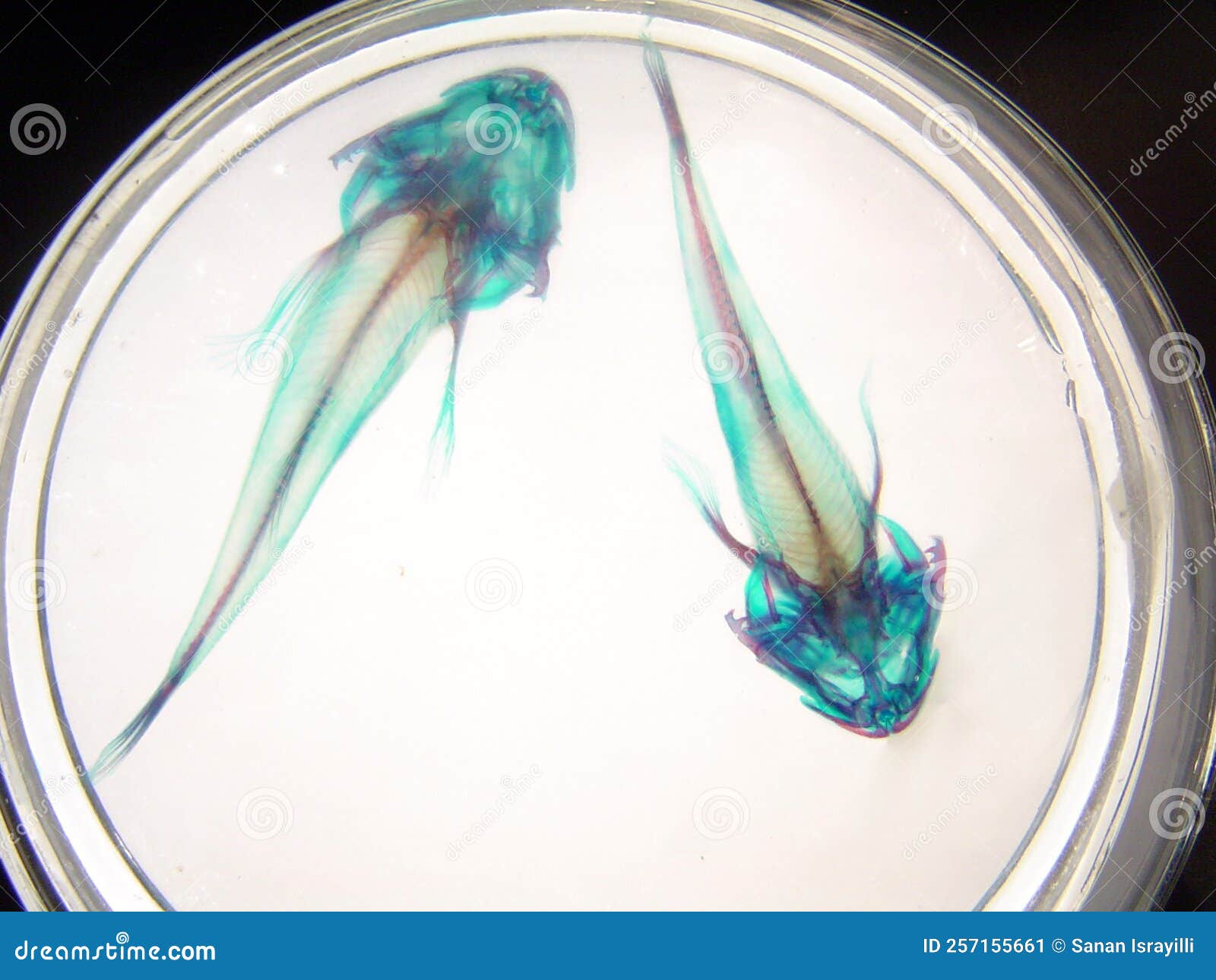 Esqueleto de peixe imagem de stock. Imagem de azul, ossos - 257155661