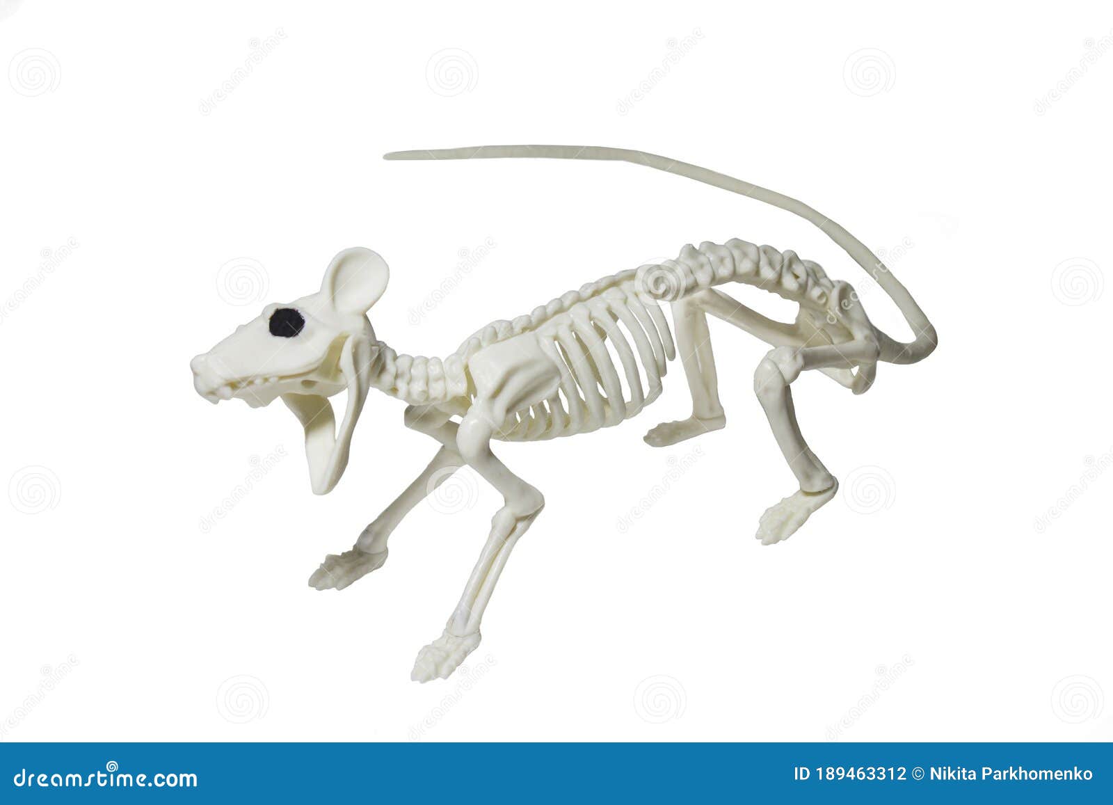 Esqueleto De Rato Sobre Fundo Branco Foto de Stock - Imagem de predador ...