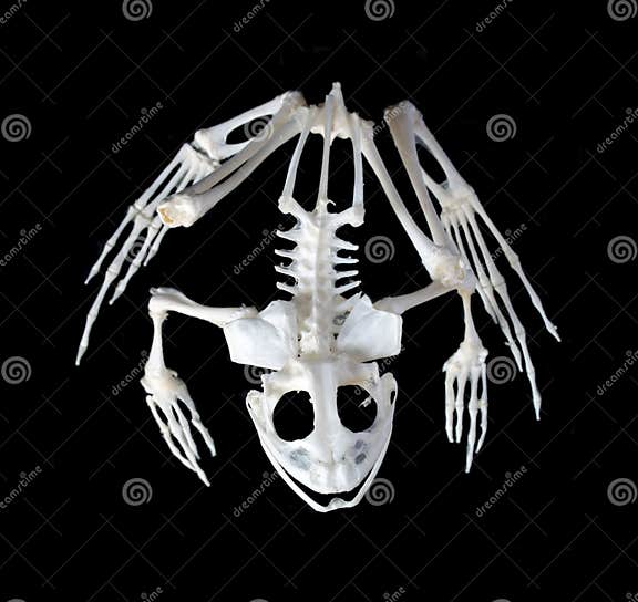 Esqueleto de uma râ. imagem de stock. Imagem de osso - 14680593