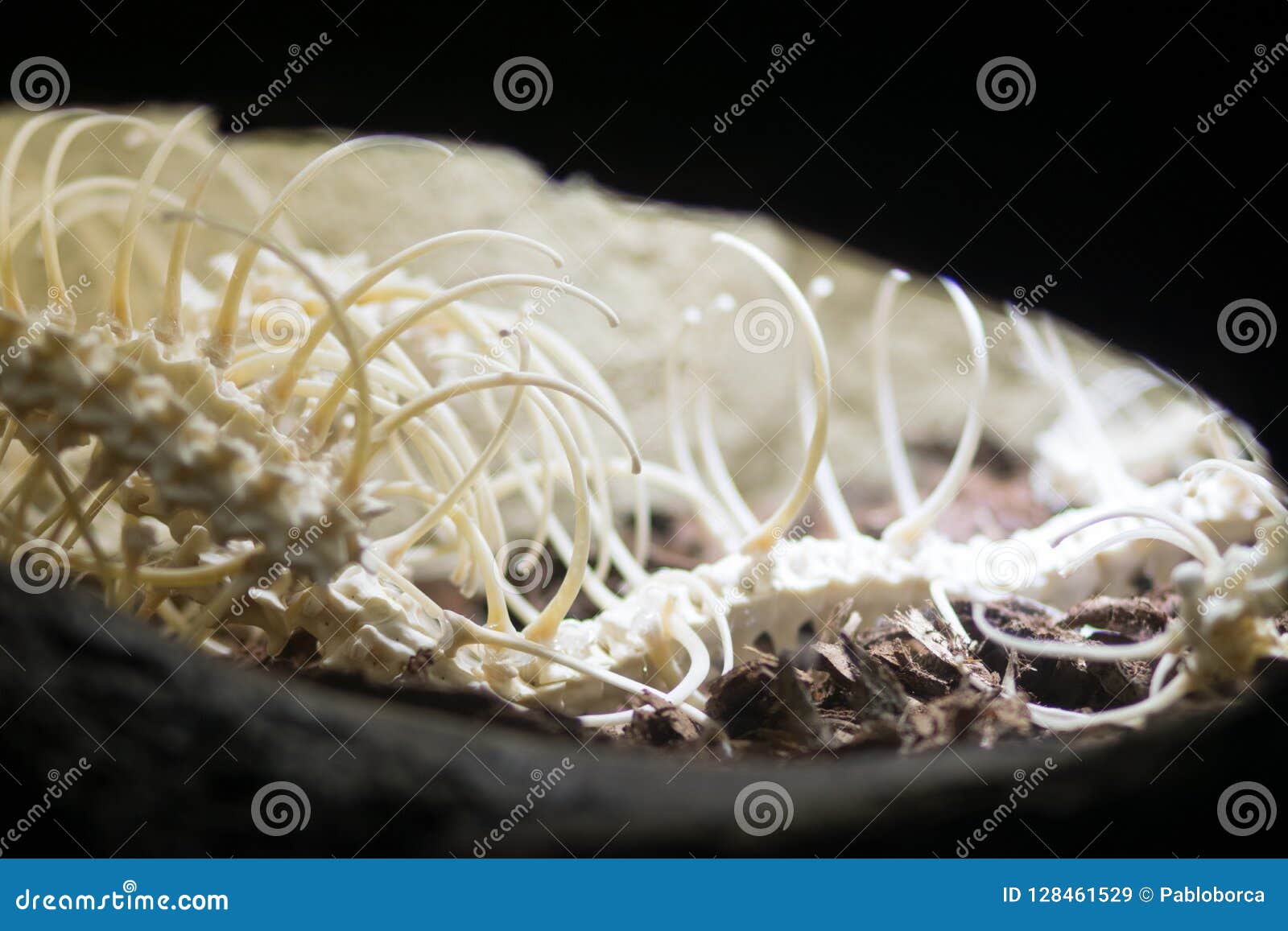 Esqueleto de una serpiente imagen de archivo. Imagen de vértebras ...