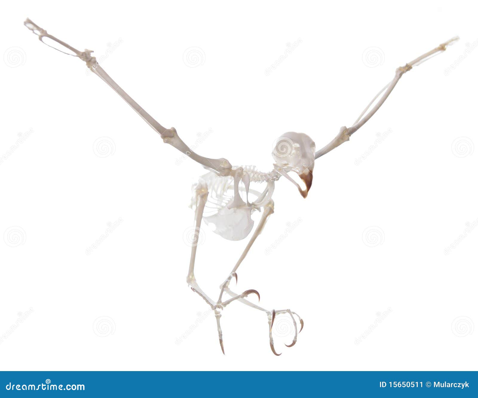 Esqueleto Del Pájaro Stock Photos - 771 Images