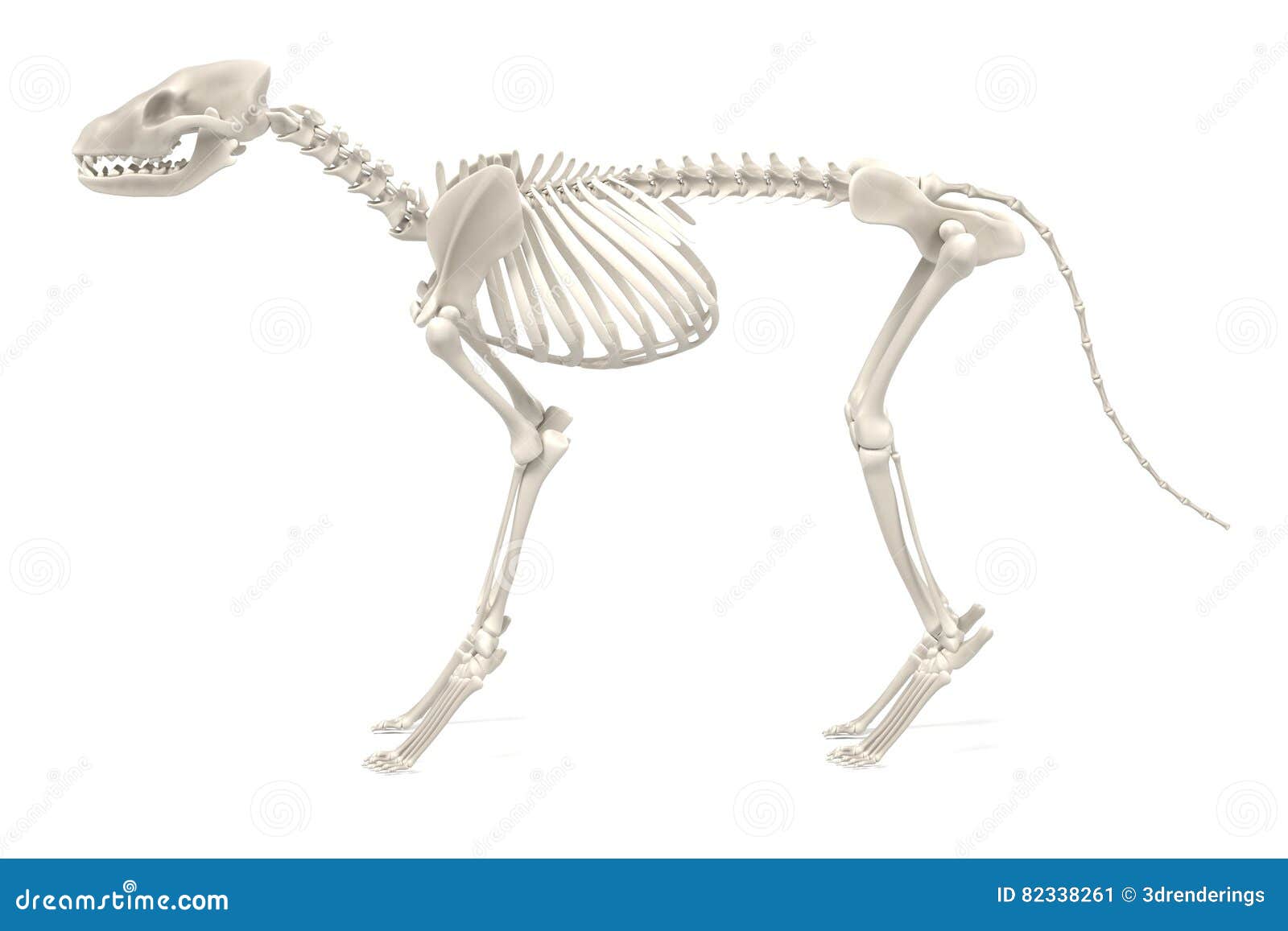 Esqueleto del perro stock de ilustración. Ilustración de sistema - 82338261