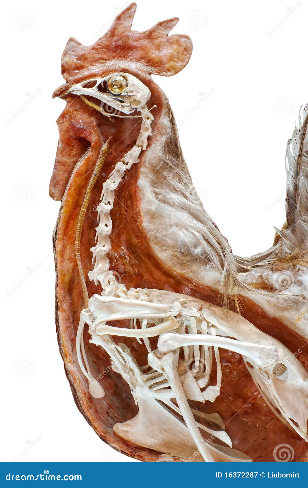 Esqueleto Del Pollo Desde Adentro Imagen de archivo - Imagen de plumas ...