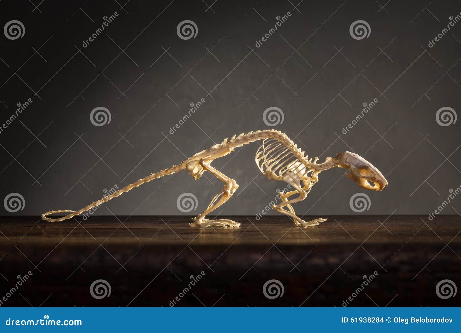 Esqueleto do rato foto de stock. Imagem de ratos, branco - 61938284