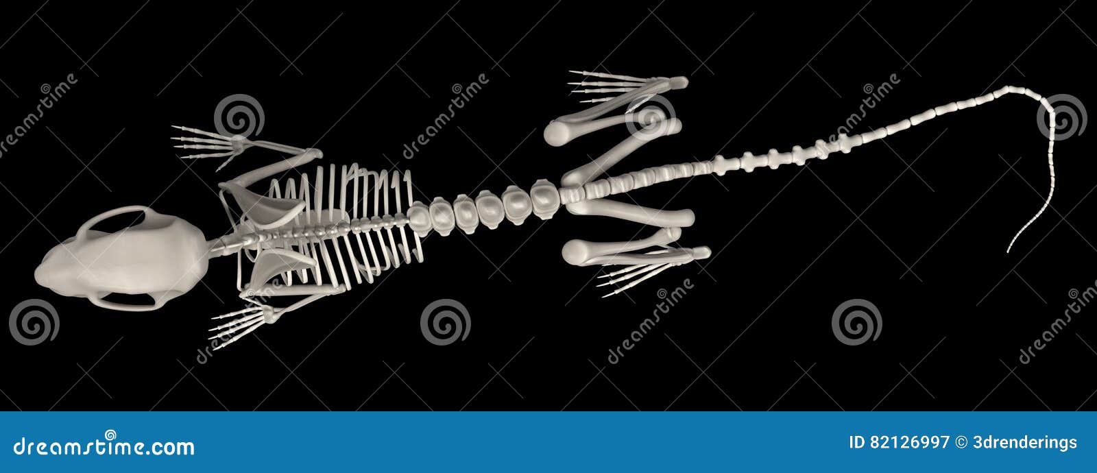 Esqueleto do rato ilustração stock. Ilustração de vertebrado - 82126997