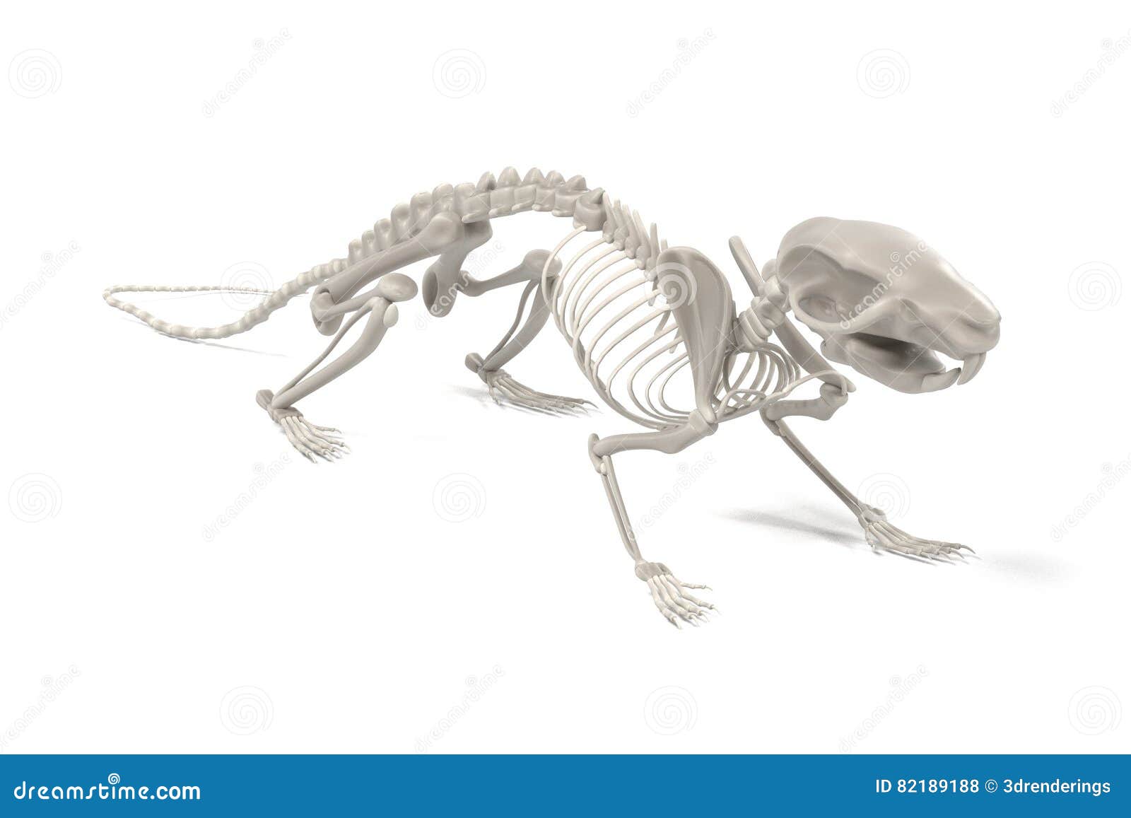 Esqueleto do rato ilustração stock. Ilustração de inoperante - 82189188