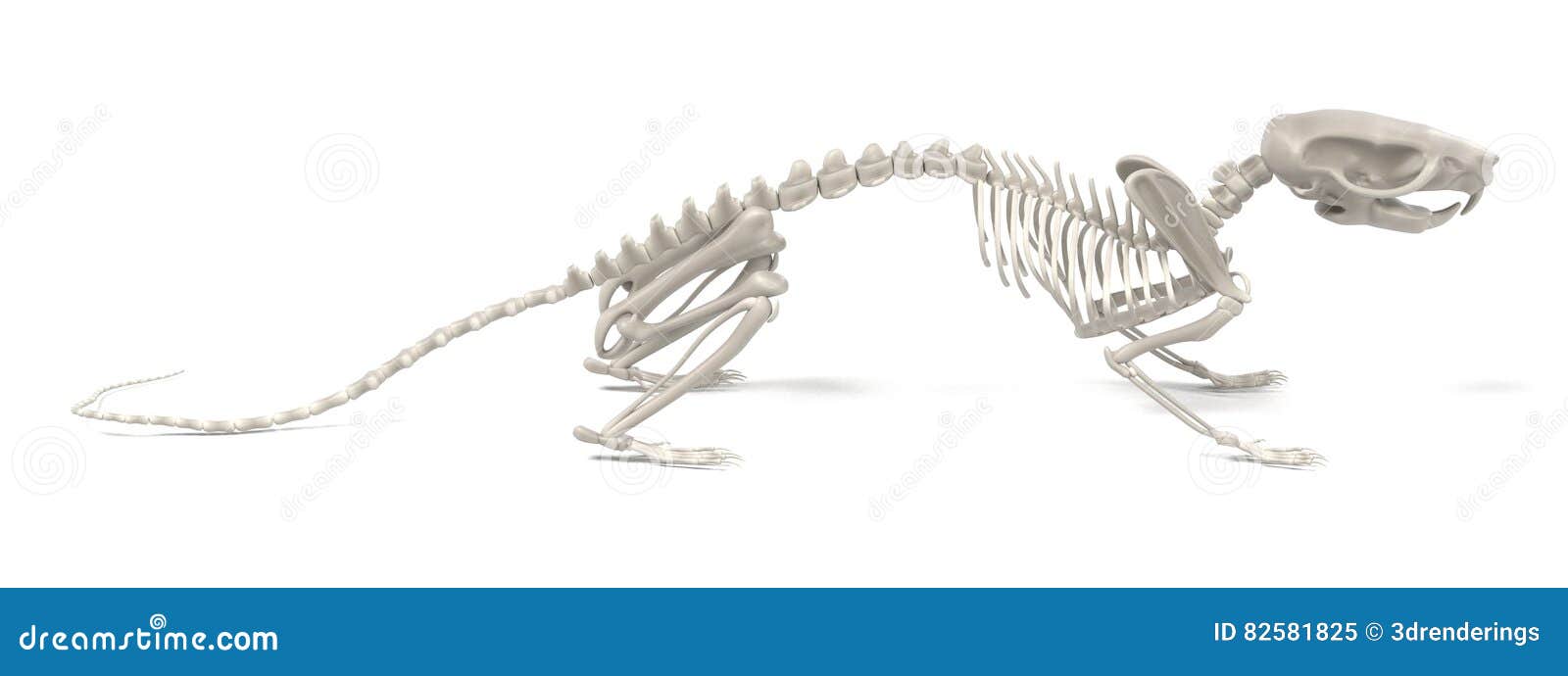 Esqueleto do rato ilustração stock. Ilustração de estrutura - 82581825