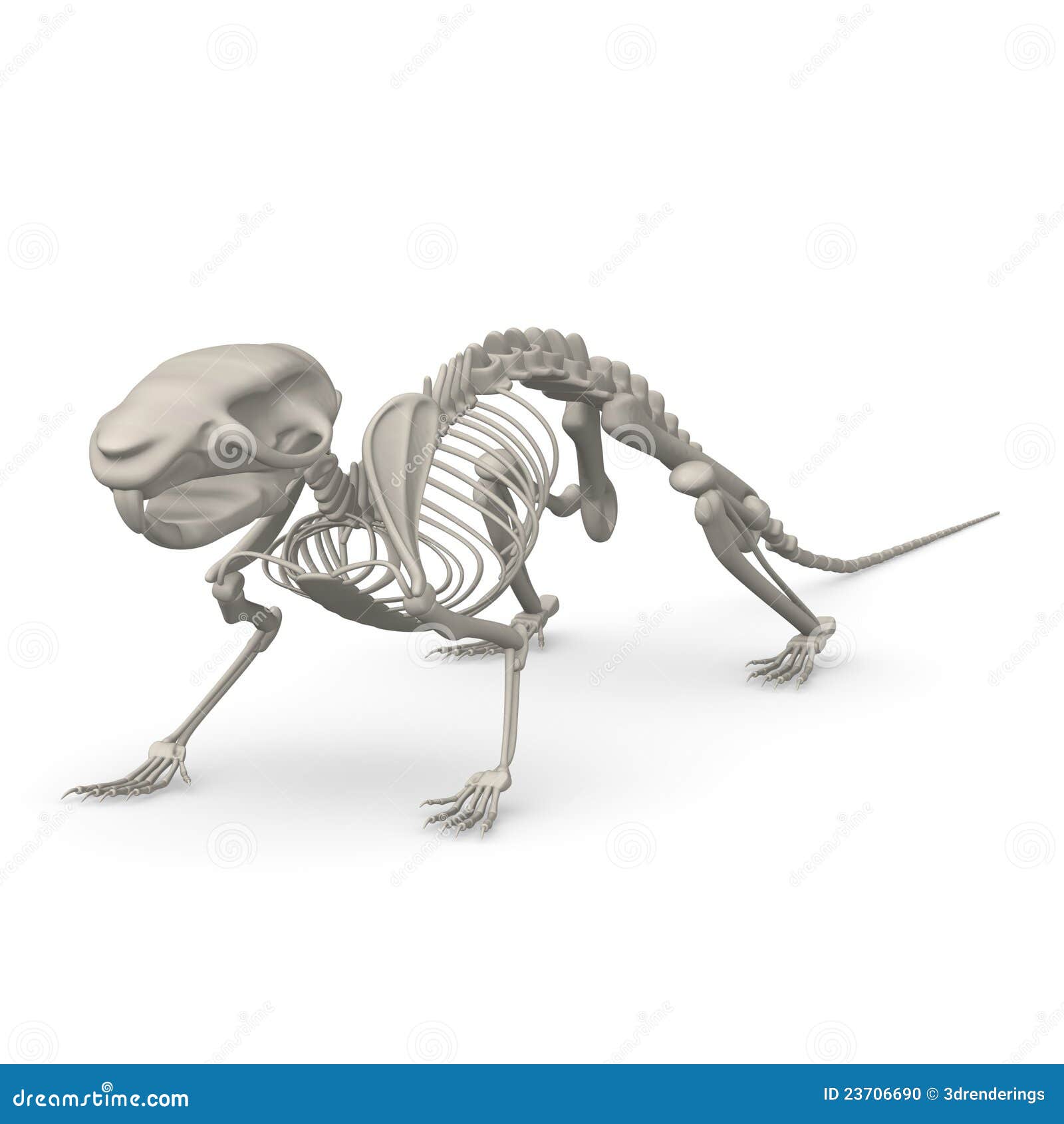 Esqueleto do rato - p ilustração stock. Ilustração de crânio - 23706690